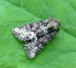 Marbled Minor