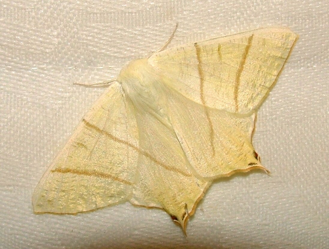 Moth Gallery
